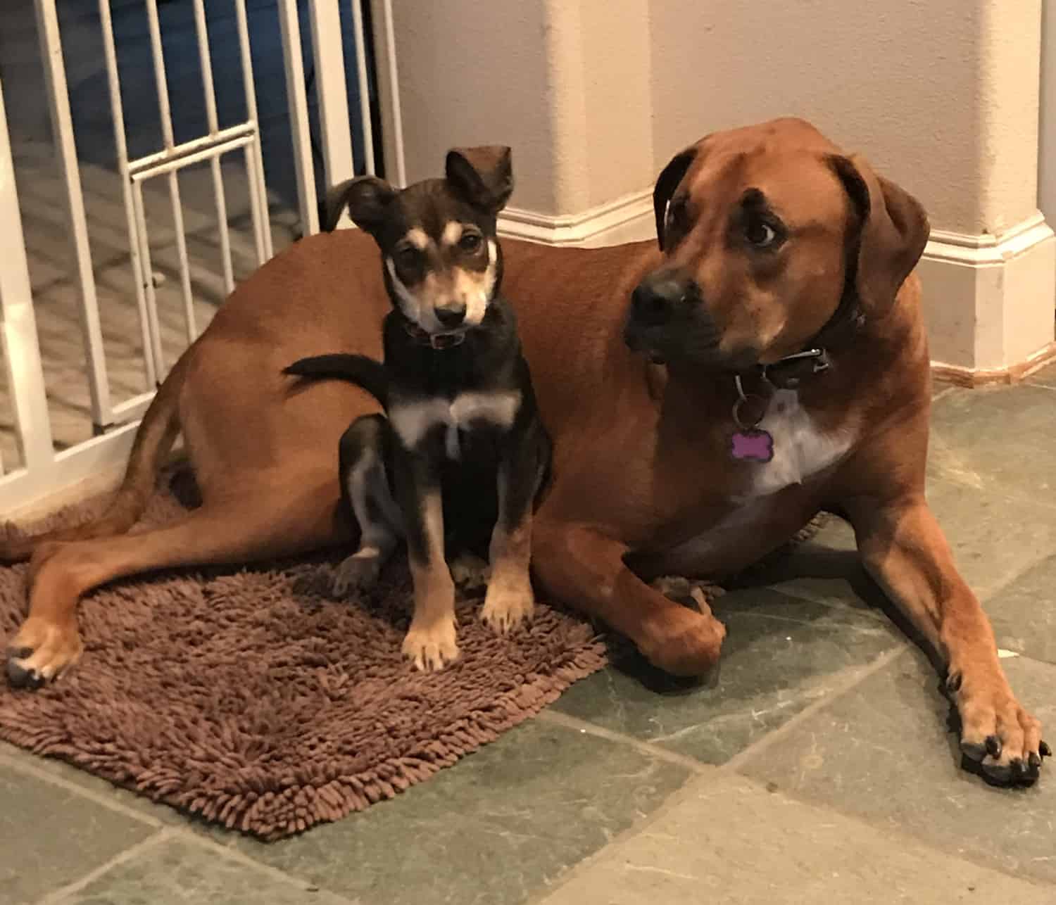 New Puppy Introductions: Intro Dog to Cat ComPETability #ad