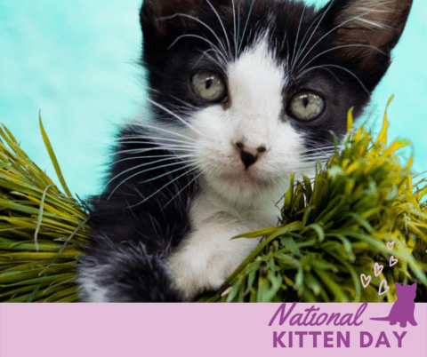 Kitten Development! Learn About Newborn Kitten Development