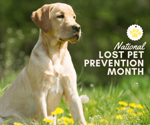 Summertime Pet Safety and How to Find Lost Pets