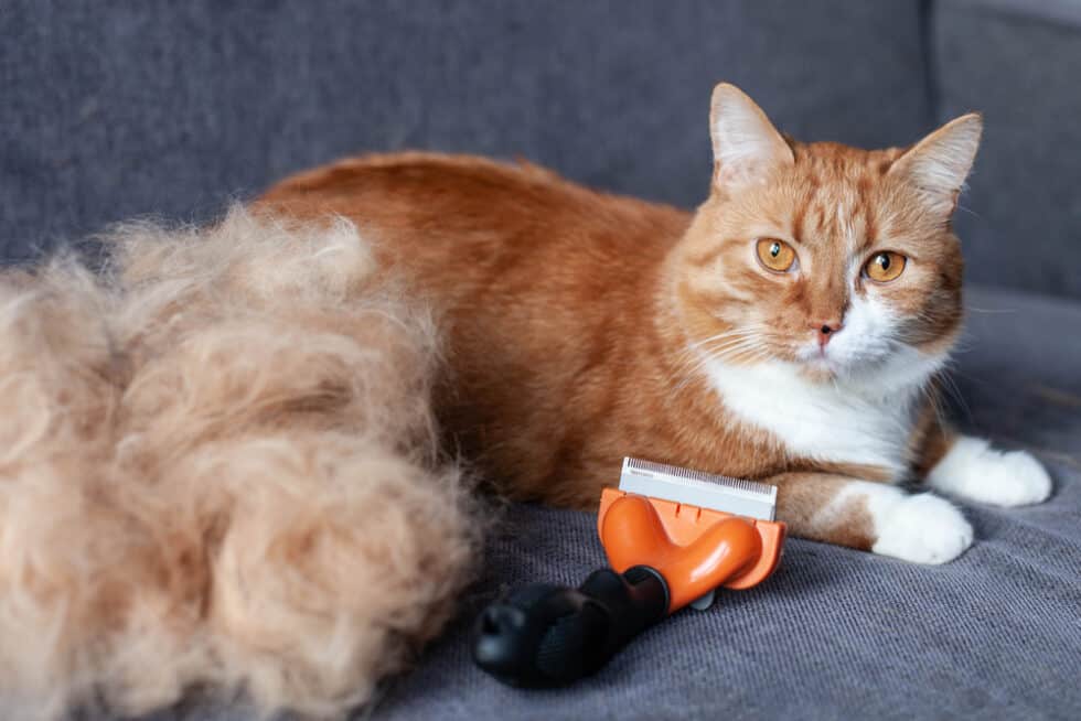 Stressed Cats Overgrooming? Your Guide to Cat Hair Loss