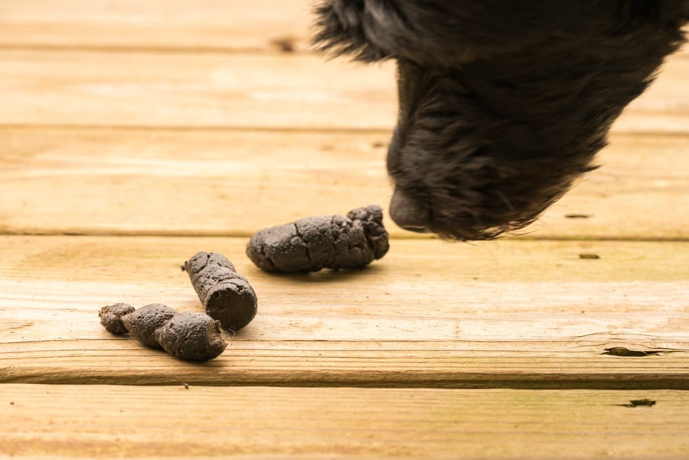 How to Read Dog Poop: Normal Dog Poop to Dog Poop Problems
