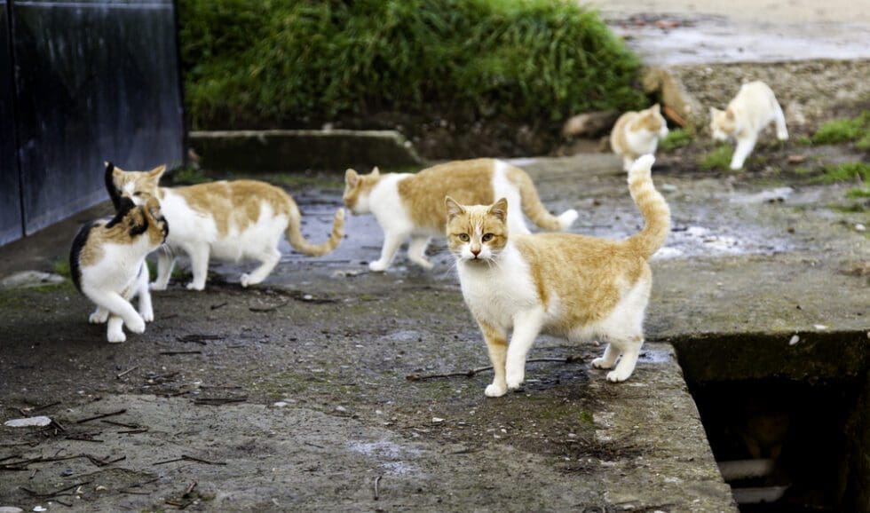 Feral Cats, Community Cats, TNR & New Research