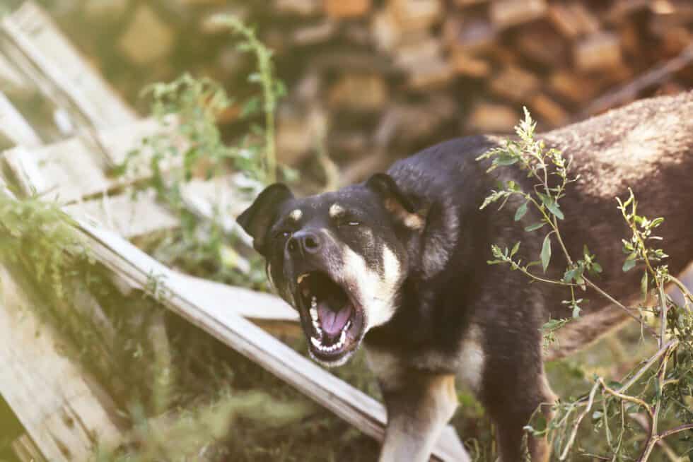 Barking Problems: Why dogs bark & how to stop dogs from barking