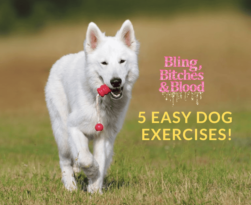 Top 5 Dog Exercises to Keep Fido Fit and Strong for Life