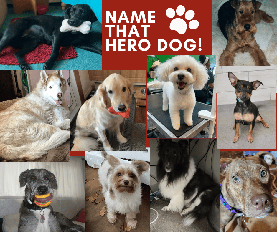 Name That Hero Dog for DARE OR DIE Thriller: Vote Now Open!