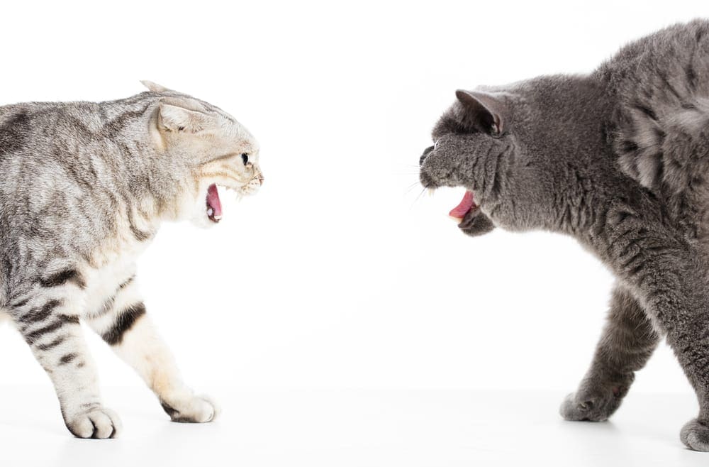 Why Cats Fight After Vet Visits