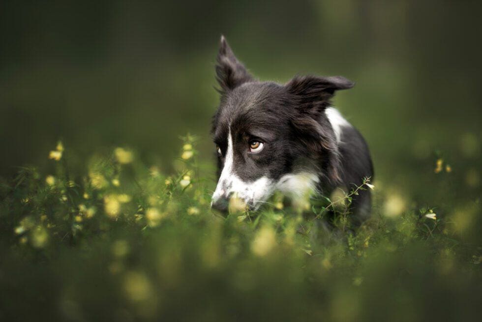 Why Dogs Look Guilty: Do Dogs Feel Guilty or Embarrassed?