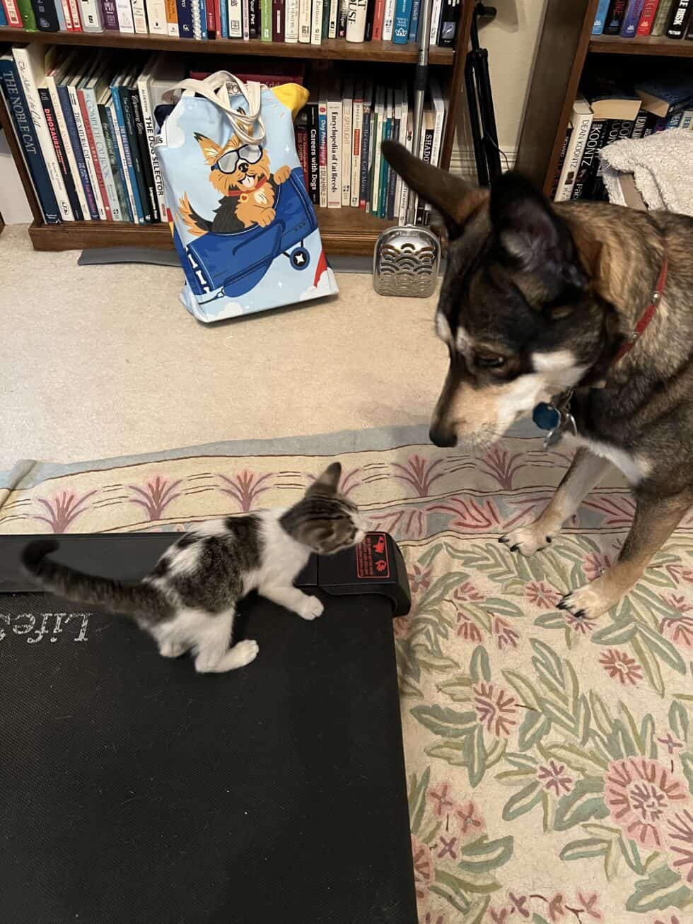Welcome Trinity-Kitty: New Kitten Baby Makes Three!