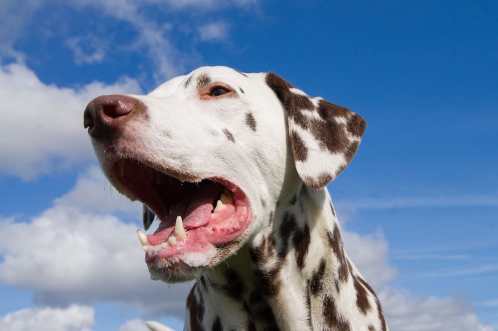 Living With Deaf Dogs