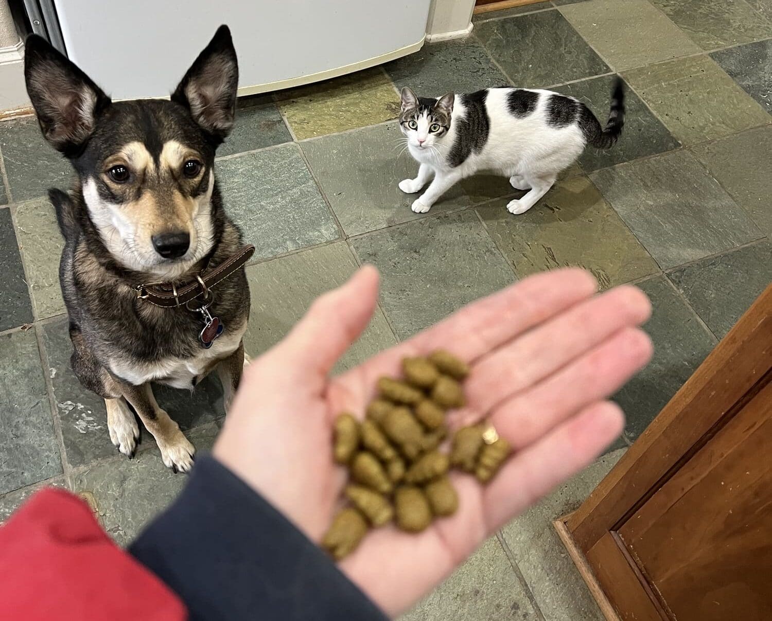 3 Favorite Cat Treats & Dog Treats
